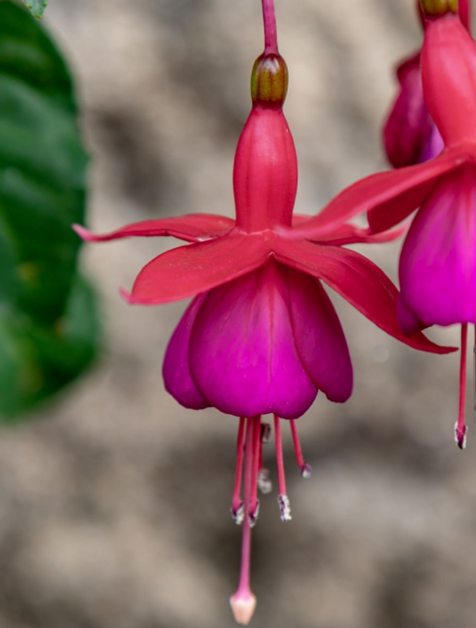 A digging job is 'crucial' before planting fuchsias - how to care for ... A digging job is 'crucial' before planting fuchsias - how to care for ...
