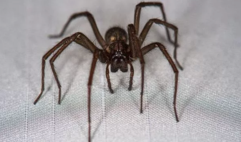 Giant House Spider Massive House Spider In Japan #1 (HUNTSMAN