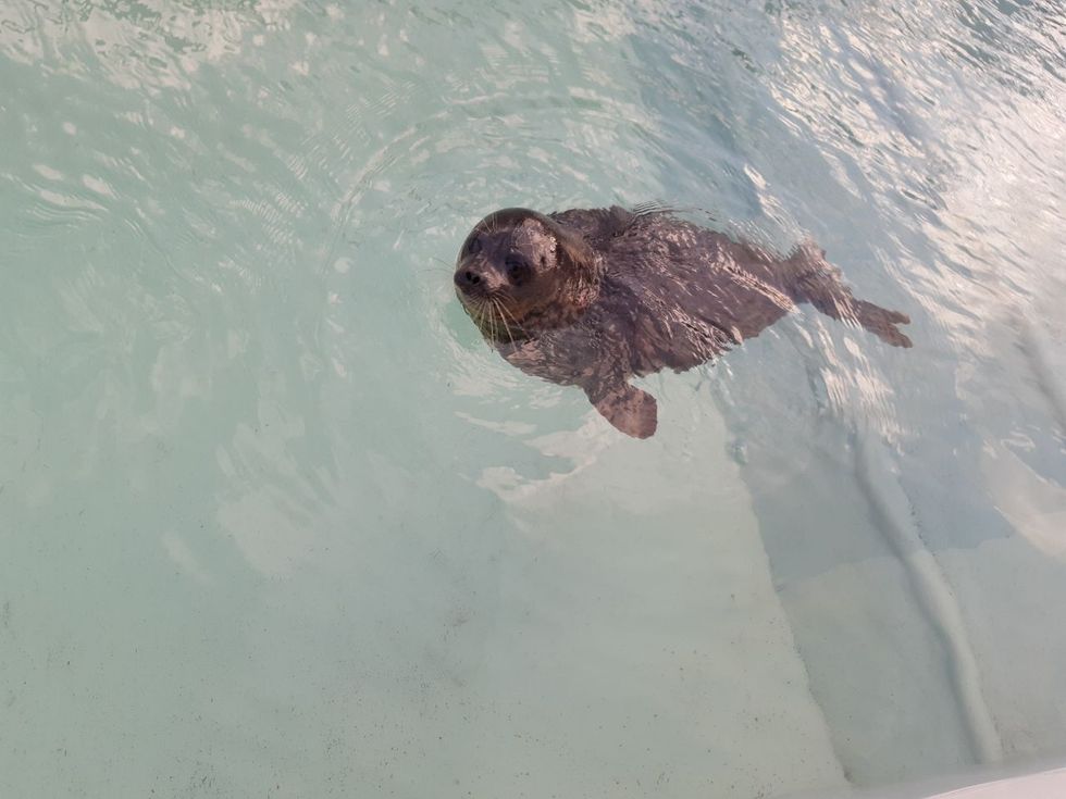 Rare seal released back into wild after recovering from injuries