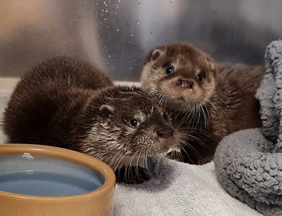 An otter pup is rescued from inside the engine of a Tesco delivery van ...