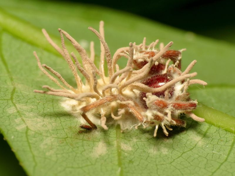Zombie Tarantula Fungus Fungus Named After David Attenborough Is