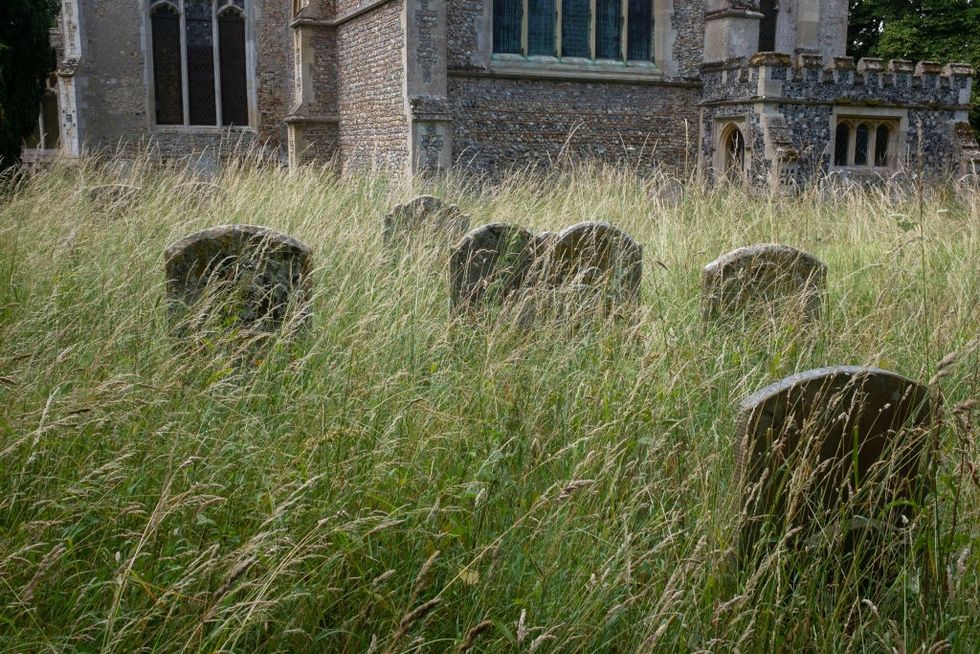Bournemouth News Locals Left In Tears As Council Flower Rewilding