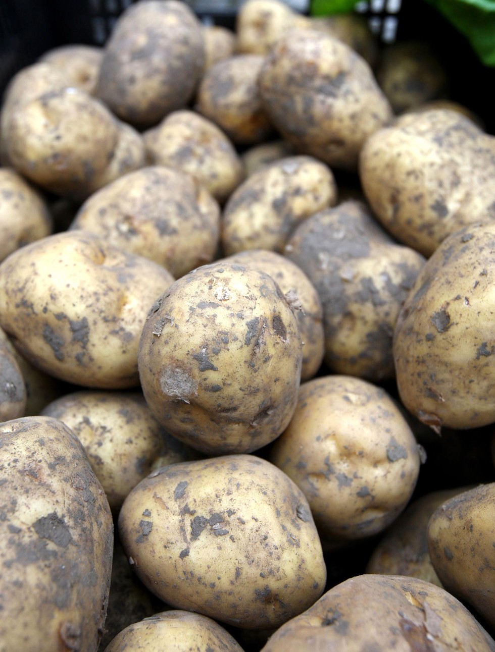 Cancer breakthrough: POTATOES could be the key to new generation of ...