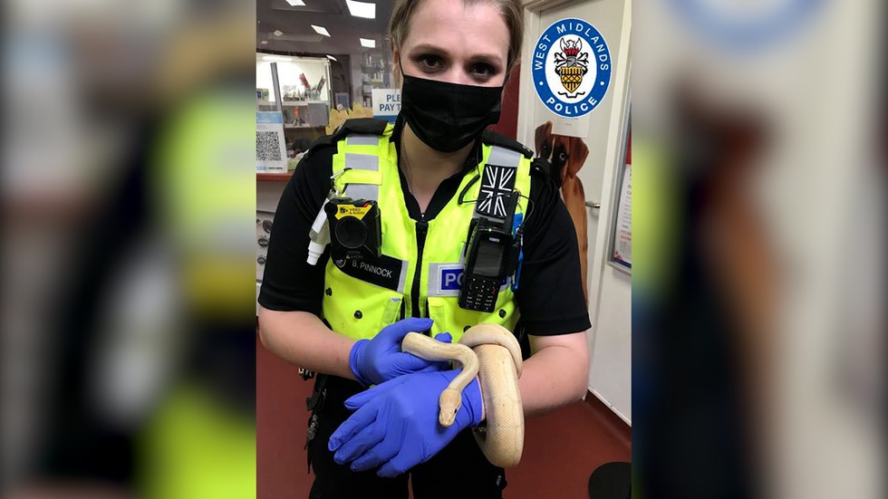 Python found by shocked couple in their bedroom