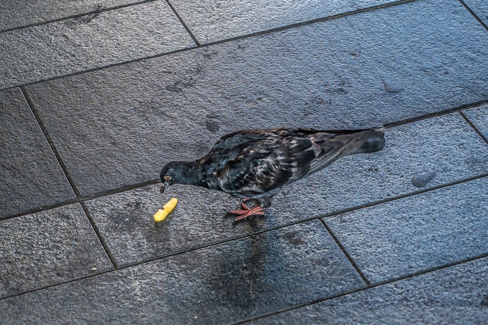 Fake news over Pigeon cull leads to abuse of NHS staff