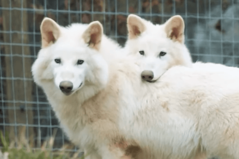 Prehistoric Predators Dire Wolf