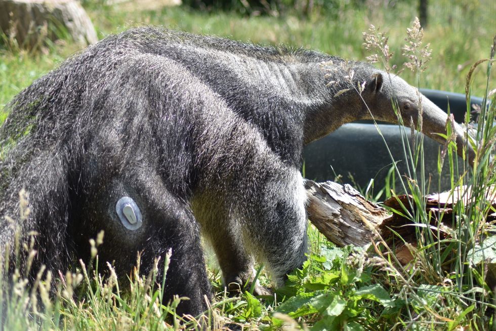 Giant anteater diagnosed with type 1 diabetes at UK zoo in first ever ...