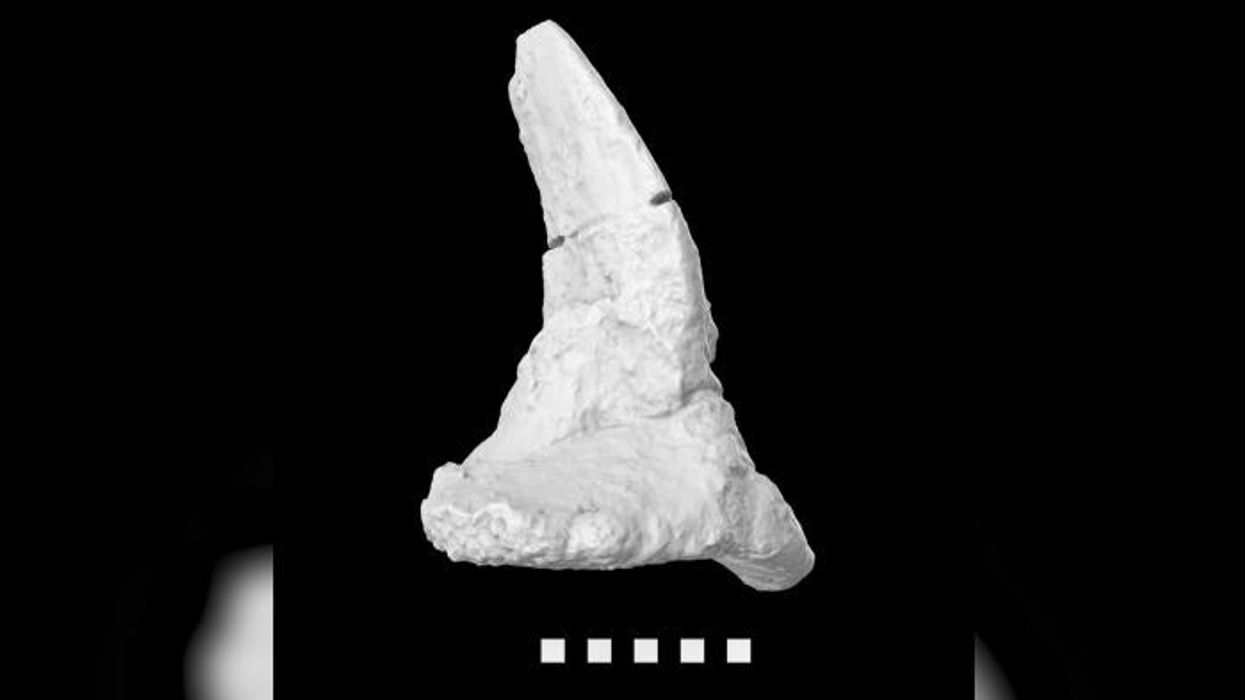 Scientists make major breakthrough over world’s best-preserved dinosaurs Scientists make major breakthrough over world’s best-preserved dinosaurs